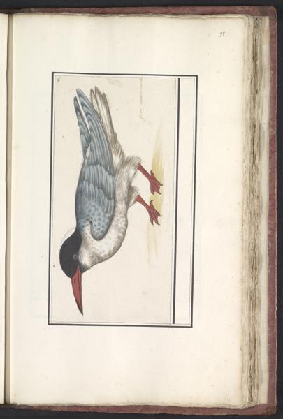 Tern Definition, Meaning & Usage | FineDictionary.com