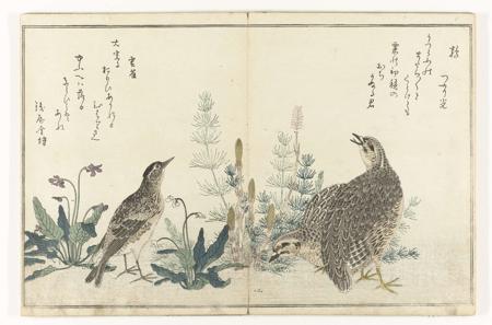 Quailing Definition, Meaning & Usage | FineDictionary.com