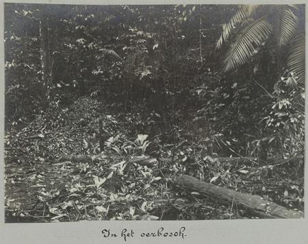 Primeval Definition, Meaning & Usage | FineDictionary.com