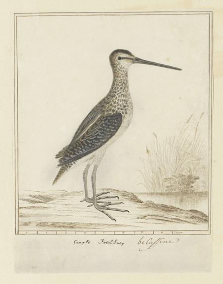 Snipe at Definition, Meaning & Usage | FineDictionary.com