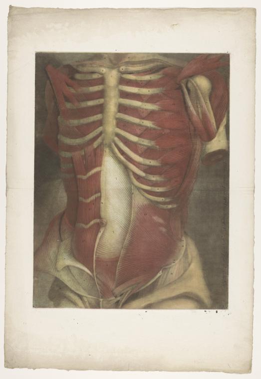 Torso Definition, Meaning & Usage | FineDictionary.com