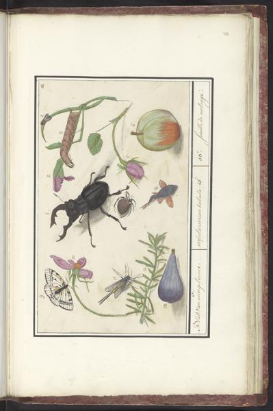 Natural history Definition, Meaning & Usage | FineDictionary.com