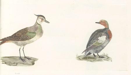 Lapwing Definition, Meaning & Usage | FineDictionary.com