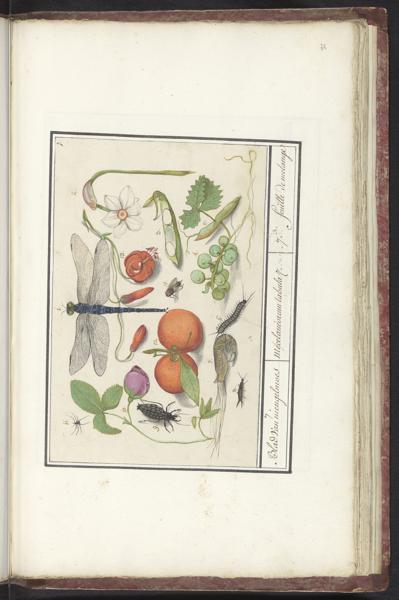 Natural history Definition, Meaning & Usage | FineDictionary.com