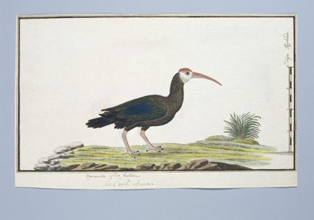 Ibis Definition, Meaning & Usage | FineDictionary.com