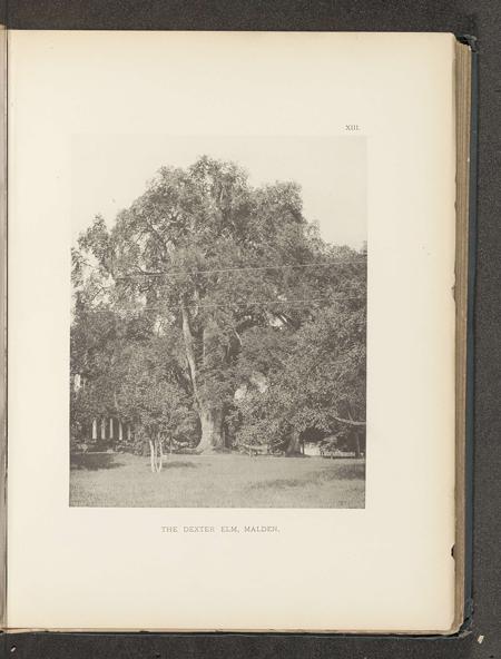 Elm Definition, Meaning & Usage | FineDictionary.com