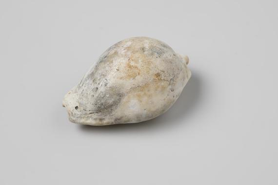 Cowry Definition, Meaning & Usage | FineDictionary.com