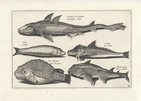 Sturgeon Definition, Meaning & Usage | FineDictionary.com