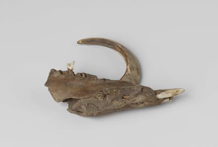 Tusk Definition, Meaning & Usage | FineDictionary.com