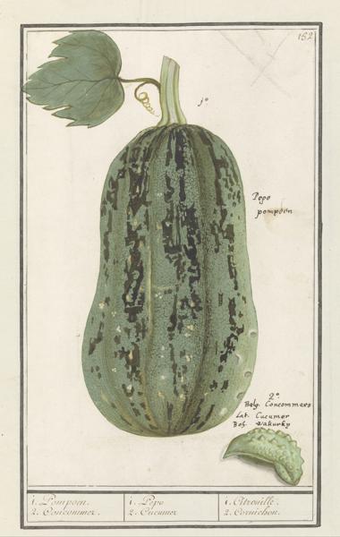 Cucumber Definition, Meaning & Usage | FineDictionary.com