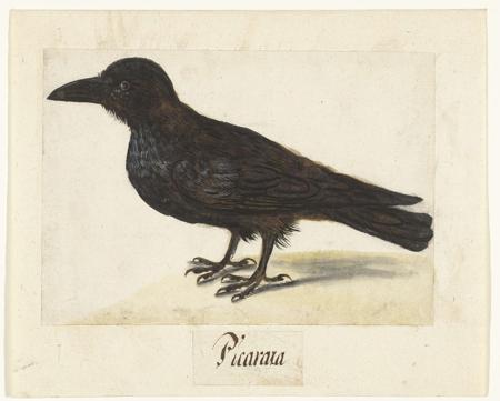 Corvus Definition, Meaning & Usage | FineDictionary.com