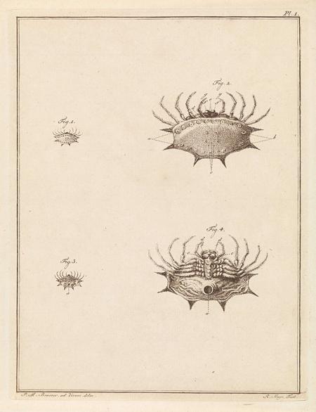 Aranea Definition, Meaning & Usage | FineDictionary.com