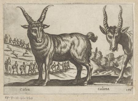 Buck Definition, Meaning & Usage | FineDictionary.com