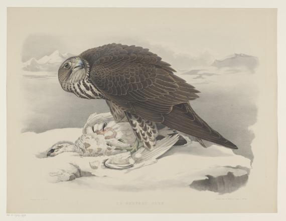 Ptarmigan Definition, Meaning & Usage | FineDictionary.com