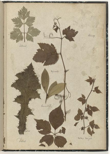 Creeper Definition, Meaning & Usage | FineDictionary.com