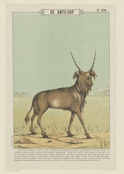 Antelope Definition, Meaning & Usage | FineDictionary.com