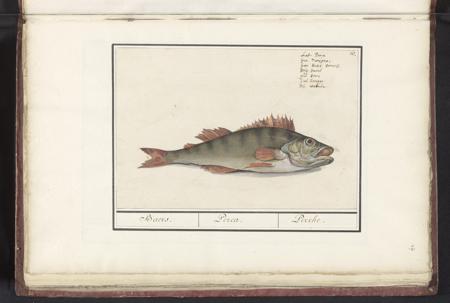 Perch Definition, Meaning & Usage | FineDictionary.com