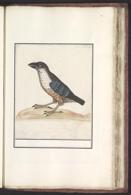 Dippers Definition, Meaning & Usage | FineDictionary.com