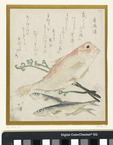 Trout Definition, Meaning & Usage | FineDictionary.com