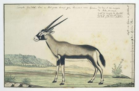 Gemsbok Definition, Meaning & Usage | FineDictionary.com