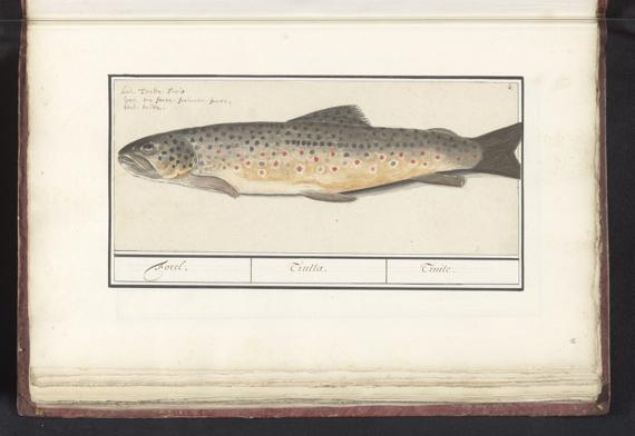 Trout Definition, Meaning & Usage | FineDictionary.com