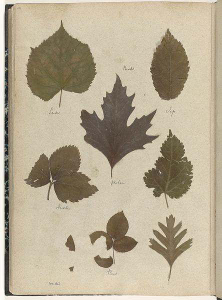 Lime Definition, Meaning & Usage | FineDictionary.com