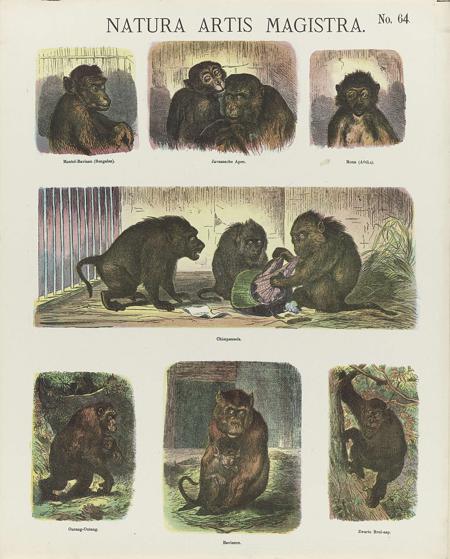 Baboon Definition, Meaning & Usage | FineDictionary.com