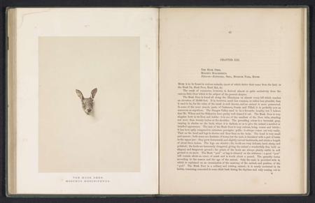 Stuffed Definition, Meaning & Usage | FineDictionary.com