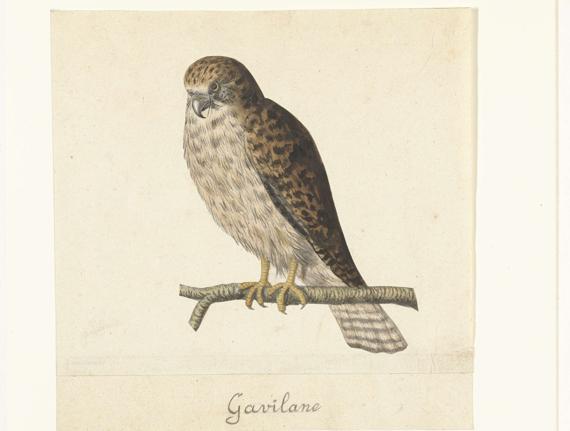 Buzzard Definition, Meaning & Usage | FineDictionary.com