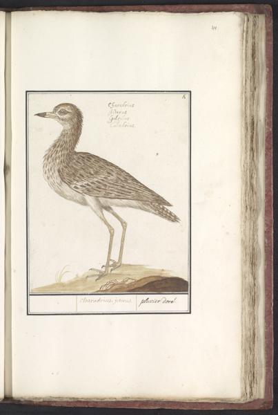 Plover Definition, Meaning & Usage | FineDictionary.com