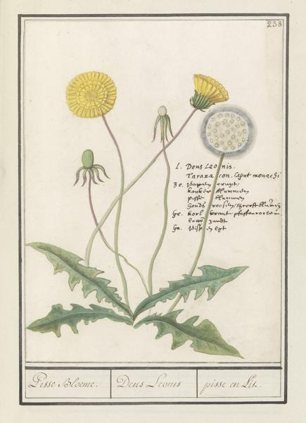 Dandelion Definition, Meaning & Usage | FineDictionary.com