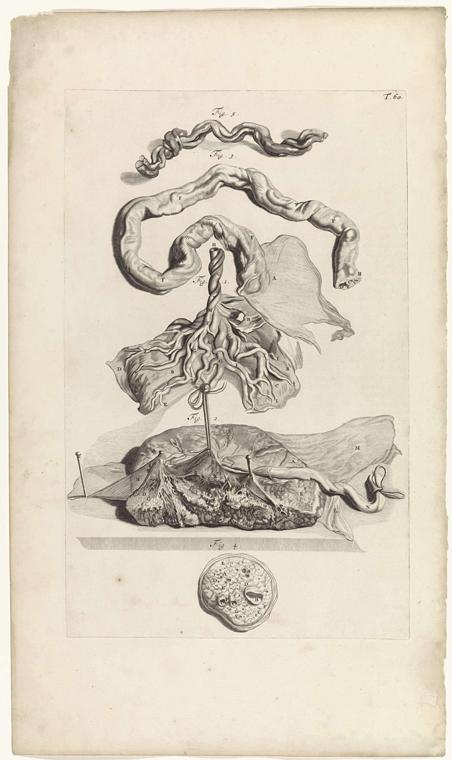 Umbilic Definition, Meaning & Usage | FineDictionary.com