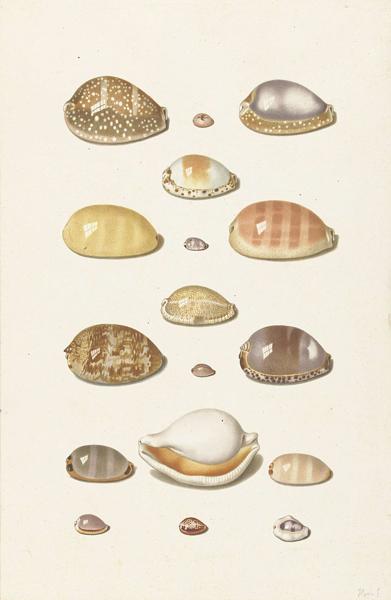 Cowry Definition, Meaning & Usage | FineDictionary.com