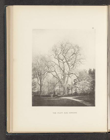 Elm Definition, Meaning & Usage | FineDictionary.com