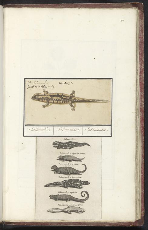 Fire salamander Definition, Meaning & Usage | FineDictionary.com