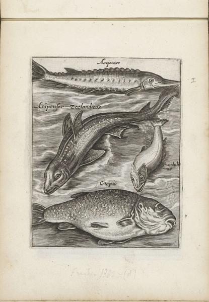 Sturgeon Definition, Meaning & Usage | FineDictionary.com