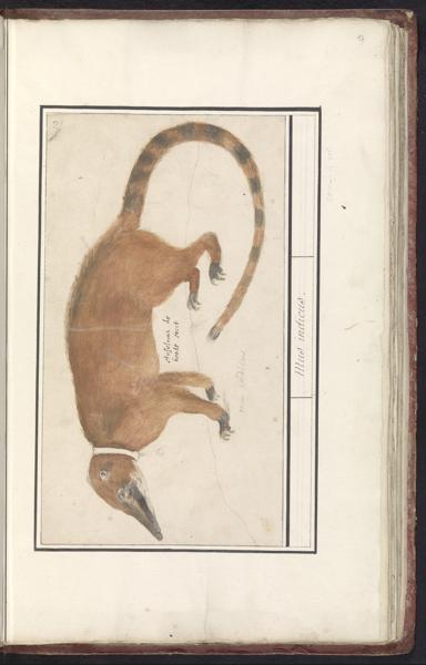 Coati Definition, Meaning & Usage | FineDictionary.com