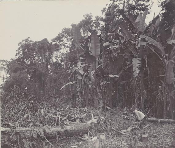 Primeval Definition, Meaning & Usage | FineDictionary.com