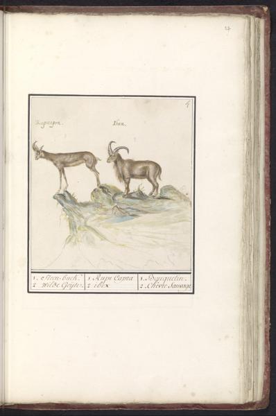 Ibex Definition, Meaning & Usage | FineDictionary.com