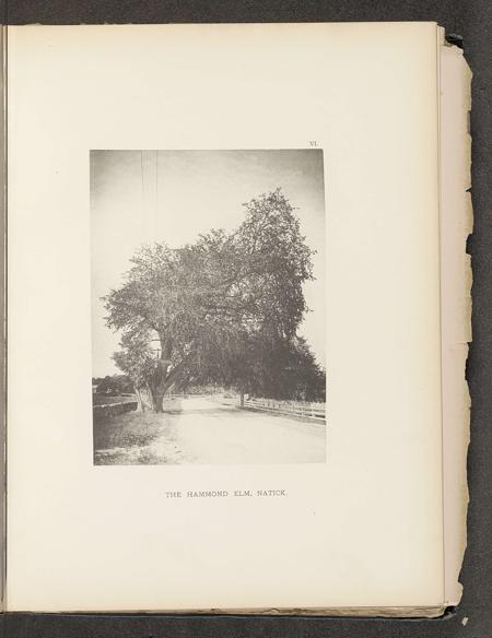 Elm Definition, Meaning & Usage | FineDictionary.com