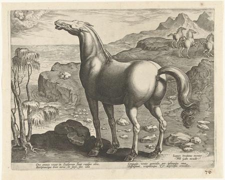 Mare Definition, Meaning & Usage | FineDictionary.com