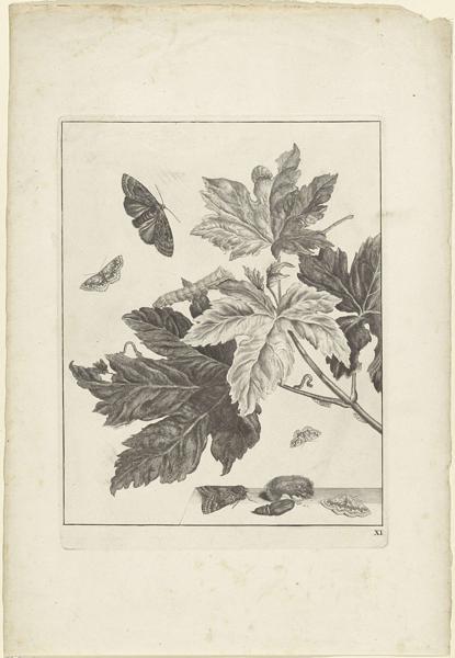 Cocoon Definition, Meaning & Usage | FineDictionary.com