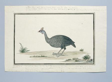 Numida Definition, Meaning & Usage | FineDictionary.com