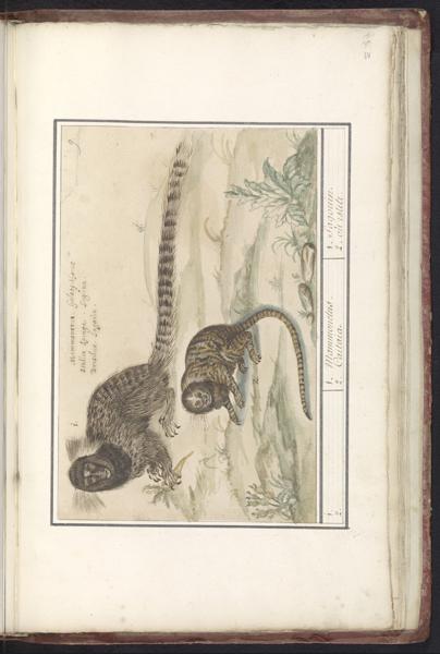 Commoner Definition, Meaning & Usage | FineDictionary.com