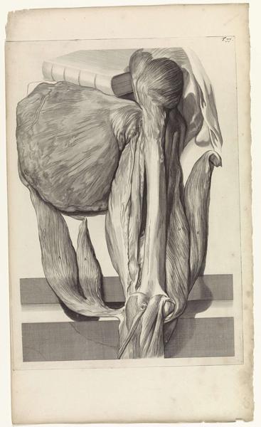 Anatomical Definition, Meaning & Usage | FineDictionary.com