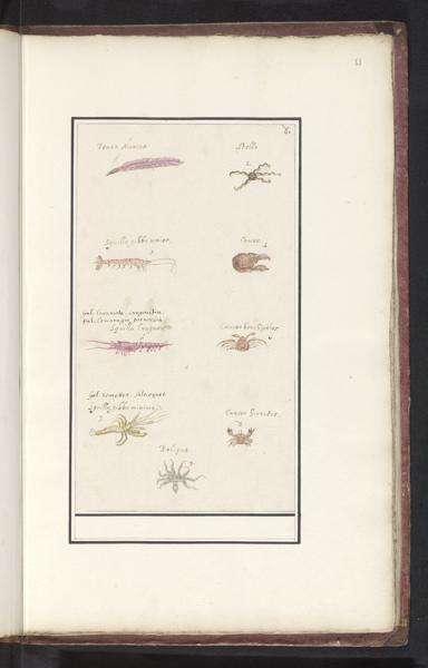 Crustacean Definition, Meaning & Usage | FineDictionary.com