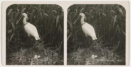 Marsh Definition, Meaning & Usage | FineDictionary.com