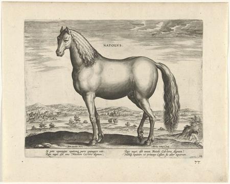 Stallion Definition, Meaning & Usage | FineDictionary.com