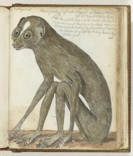 Ceylon Definition, Meaning & Usage | FineDictionary.com