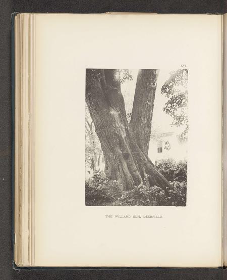 Trunk Definition, Meaning & Usage | FineDictionary.com